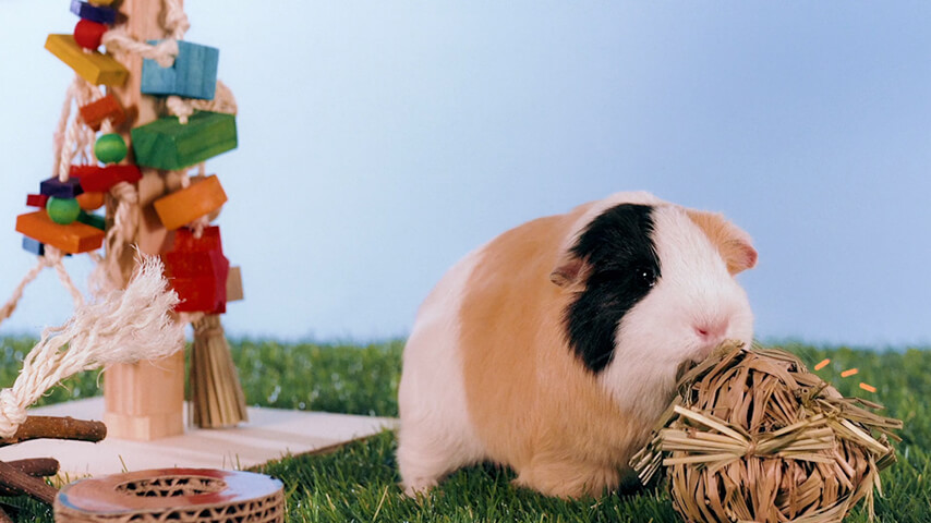 Oxbow Animal Health: Enriched Life - Video Production